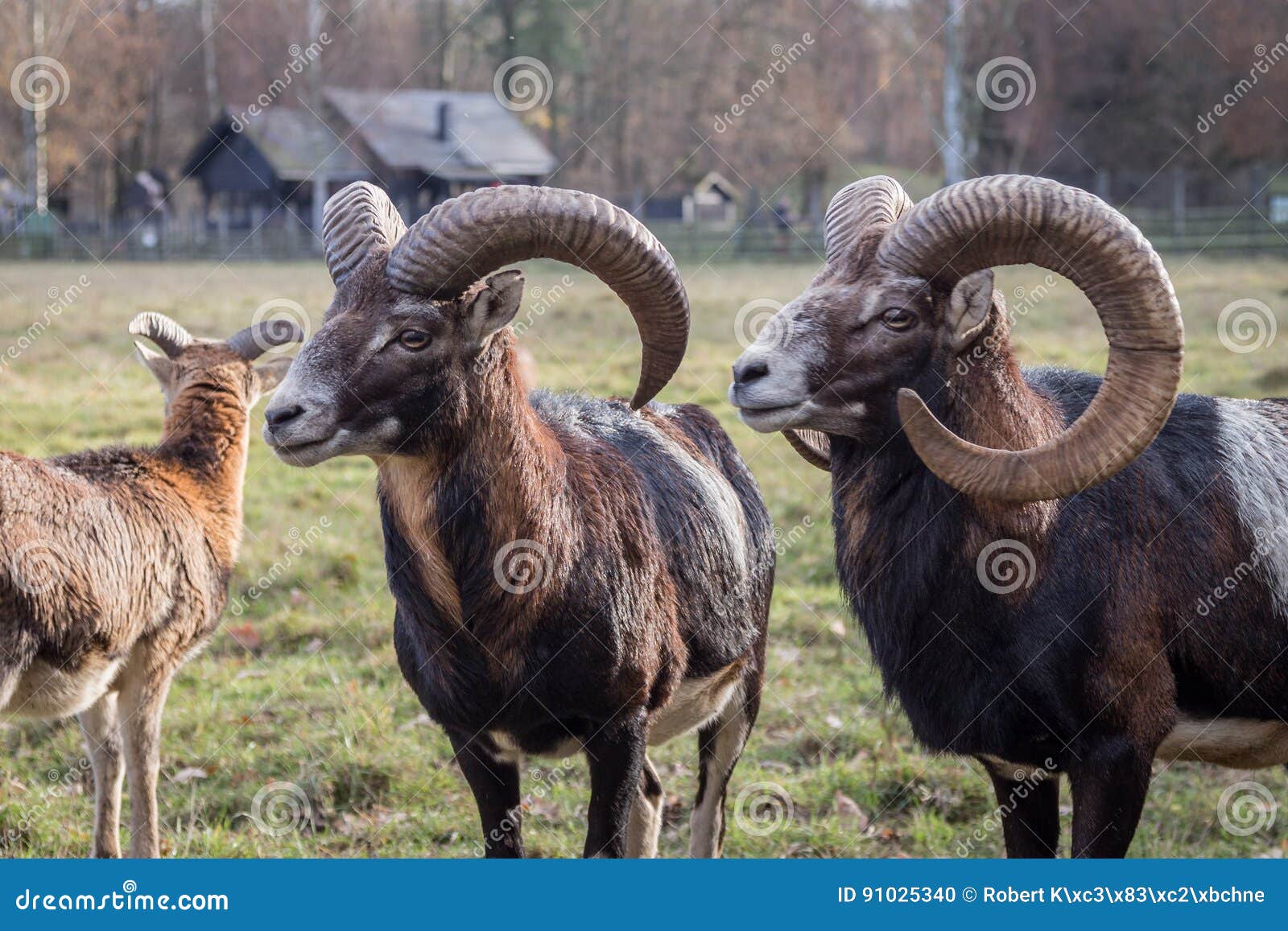 European Mouflons stock photo. Image of ovis, mouflon - 91025340