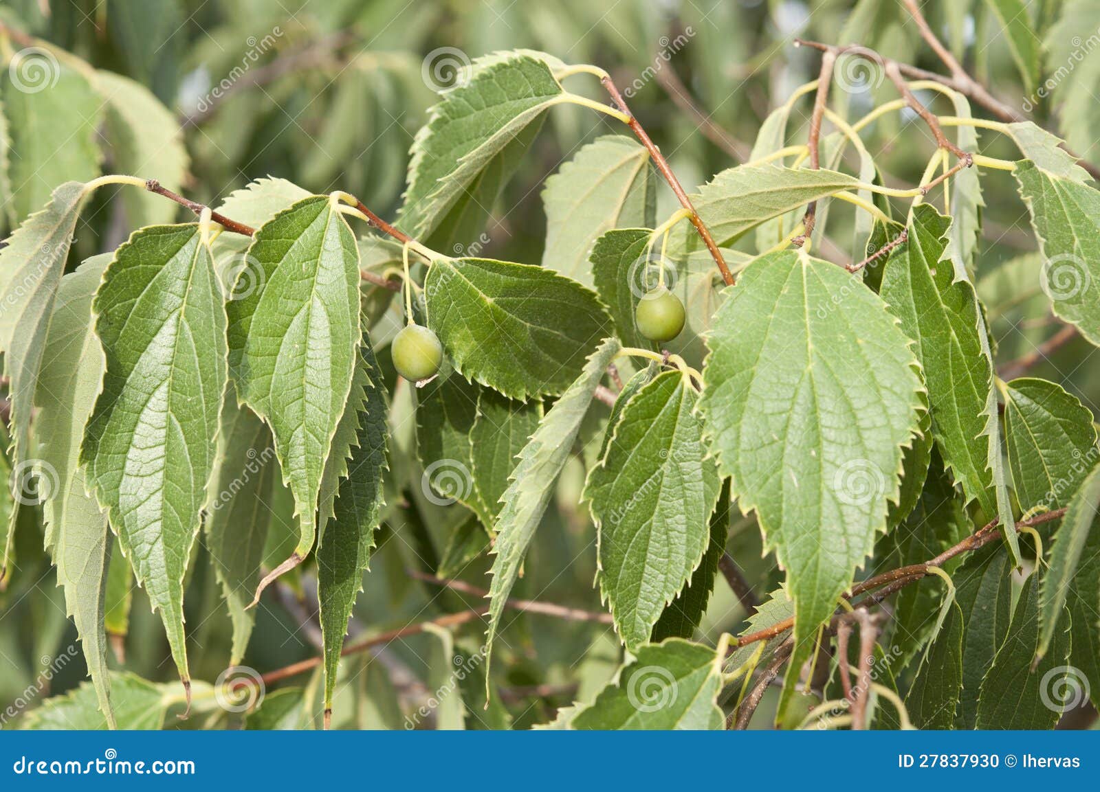 European nettle tree stock photo. Image of leaf, celtis - 27837930