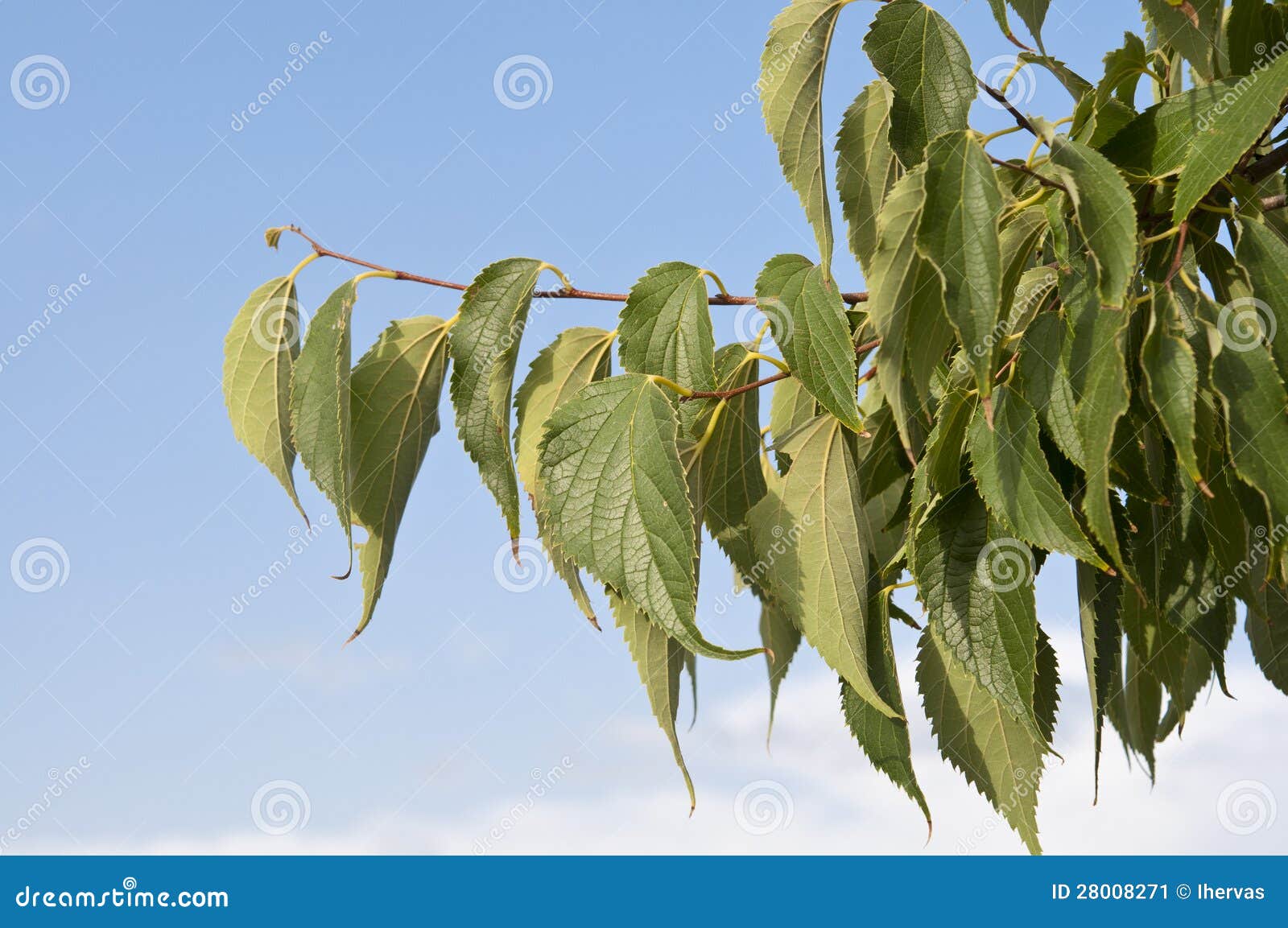 European nettle tree stock image. Image of branch, nettle - 28008271