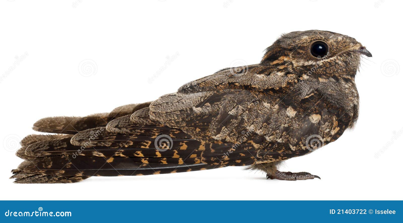 Nightjar Stock Photo | CartoonDealer.com #22666776