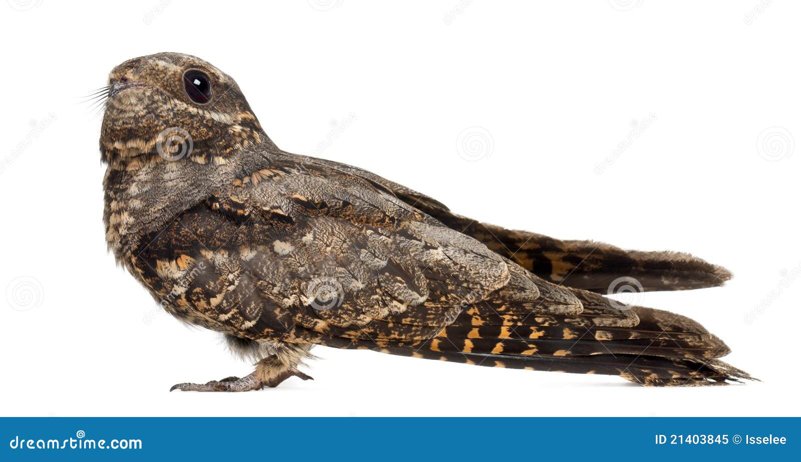 European Nightjar, or Just Nightjar Stock Image - Image of view, studio ...