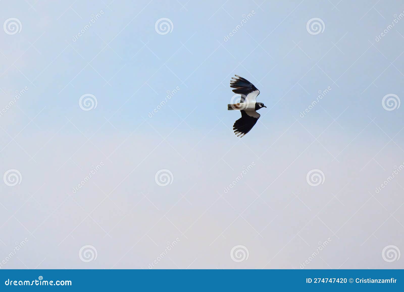 European Northern Lapwing (Vanellus Vanellus) Stock Photo - Image of ...