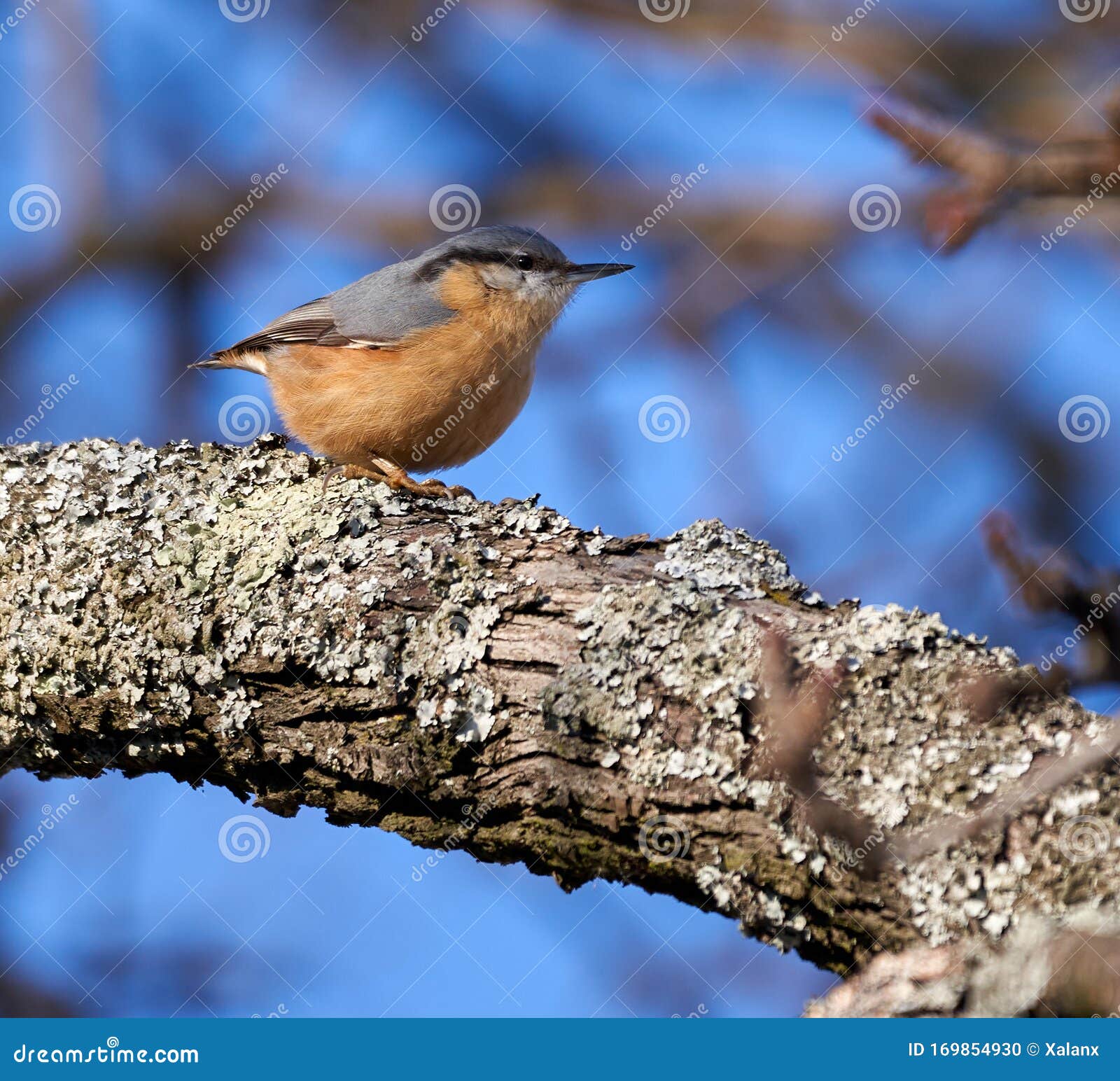 European Nuthatch on a Tree Stock Photo - Image of nuthatch, europe ...