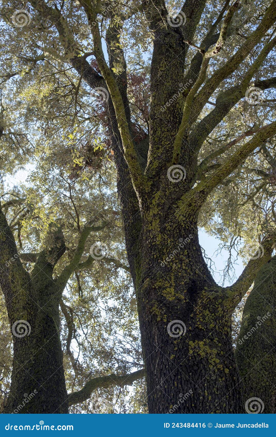 Old big European oak stock photo. Image of focus, place - 243484416