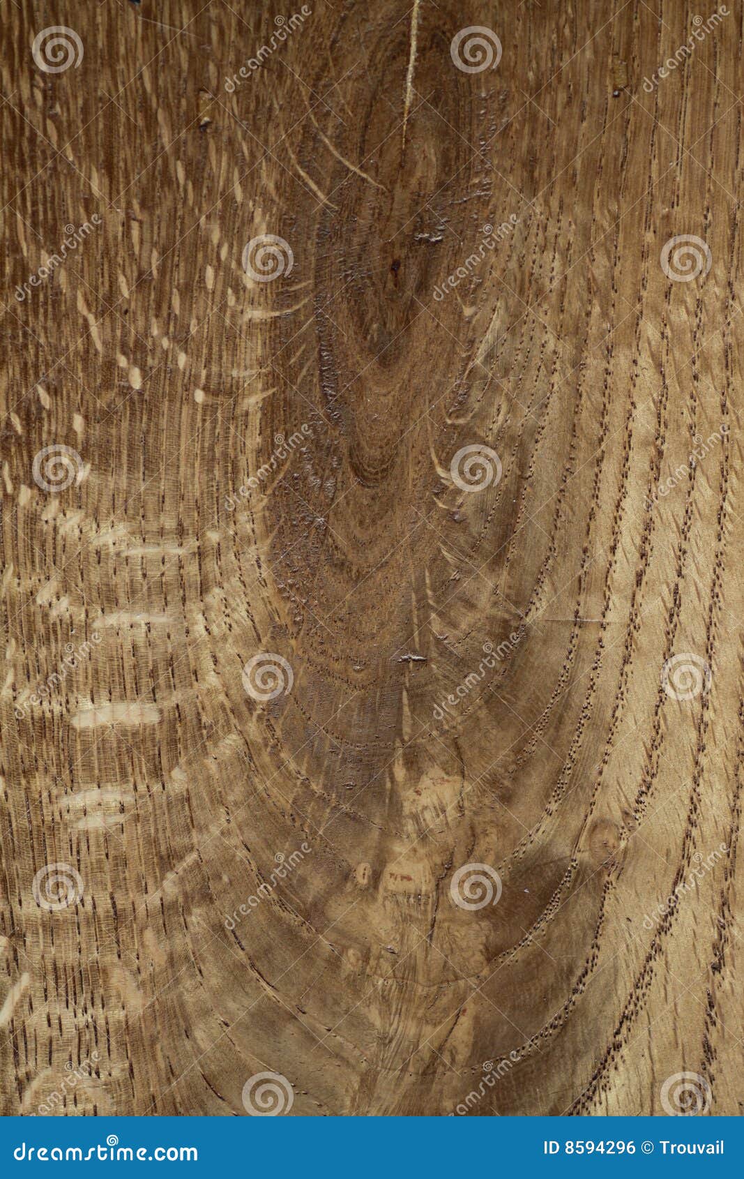 Wood Background of European Oak Stock Photo - Image of glow, tangential ...