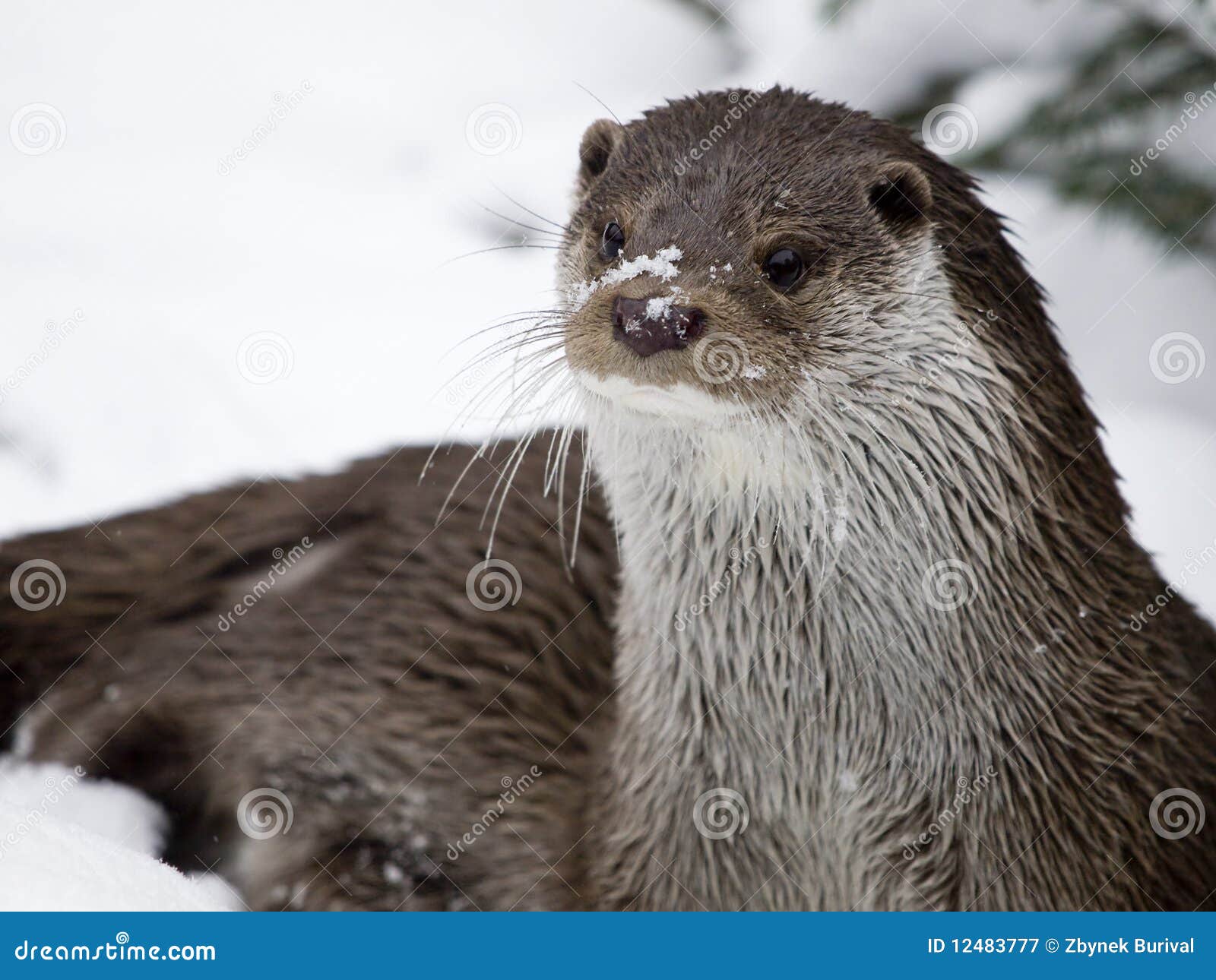 European Otter stock image. Image of snow, mustelidae - 12483777