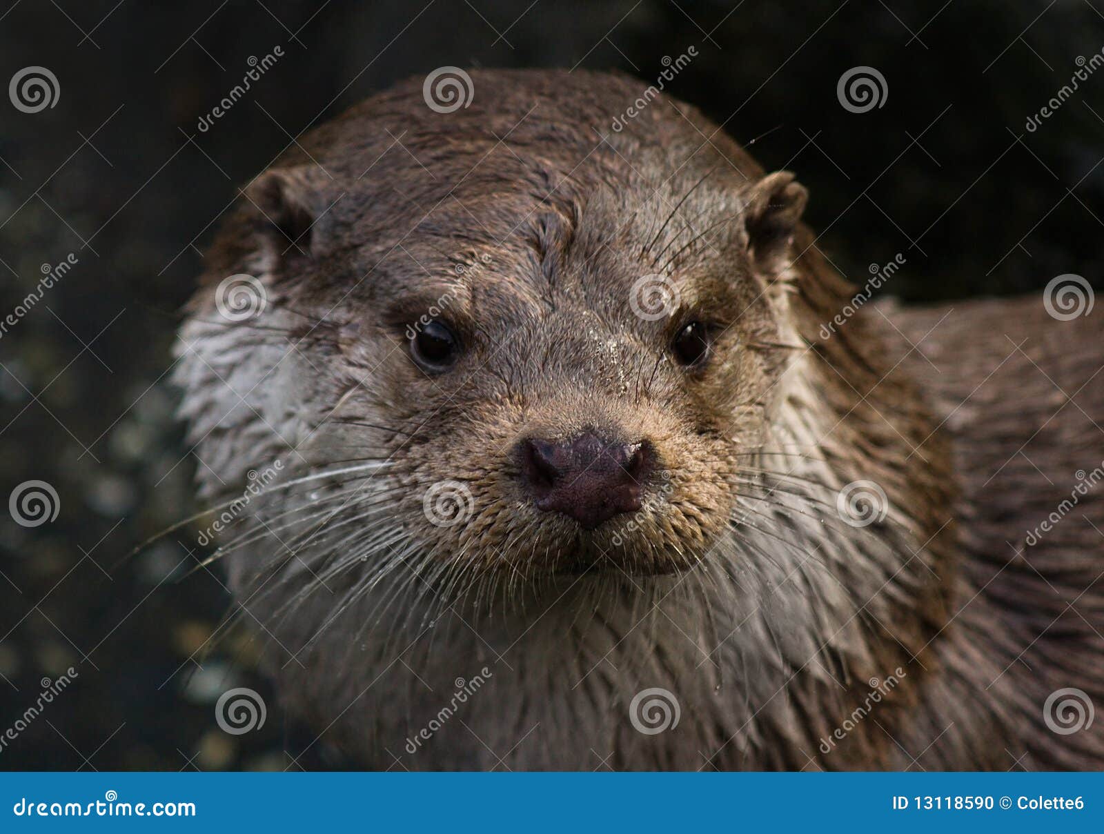 European Otter stock photo. Image of mammal, eater, playful - 13118590