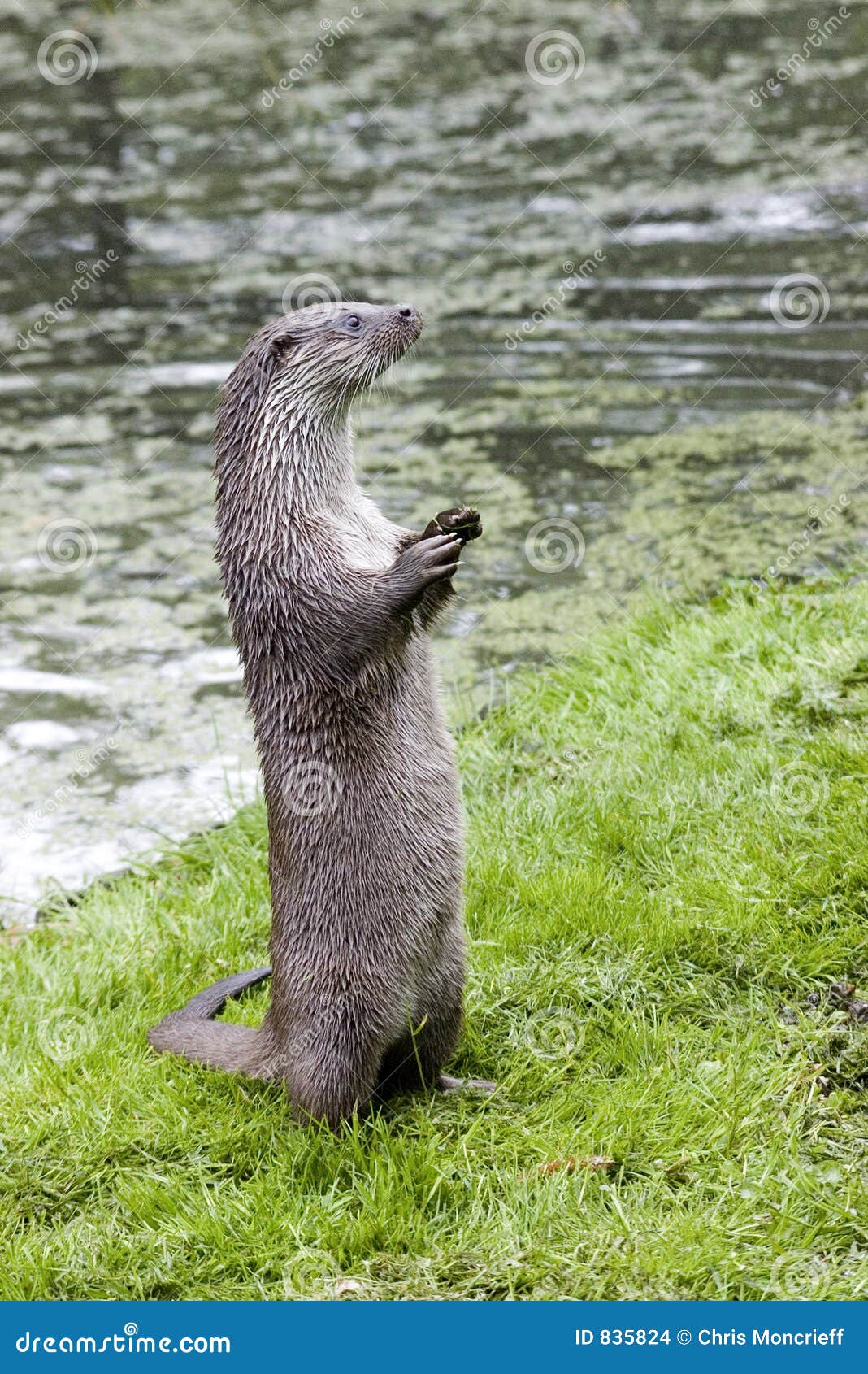 European Otter stock photo. Image of standing, wildlife - 835824