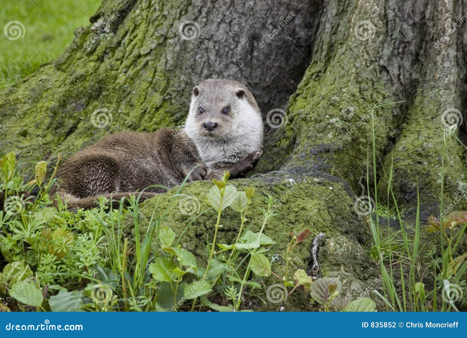 European Otter stock photo. Image of mammals, wildlife - 835852
