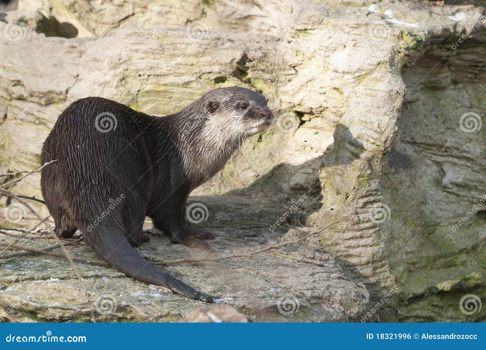 European Otter (Lutra Lutra) Stock Photo - Image of otter, life: 18321996