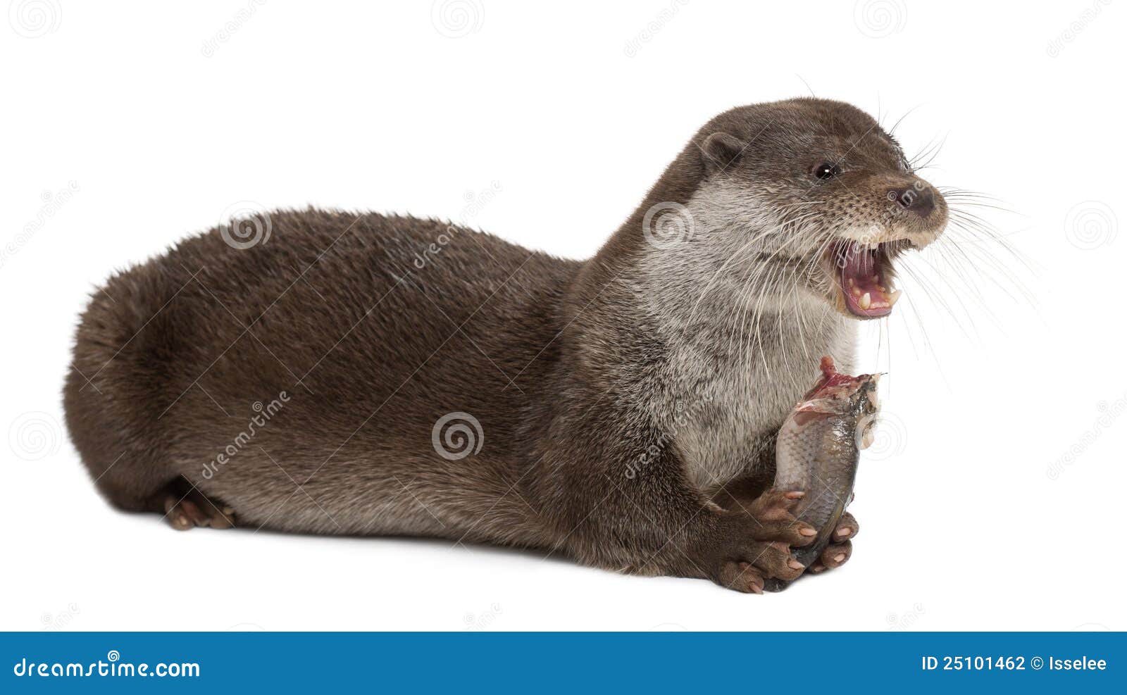 European Otter Lutra Lutra Stock Photography | CartoonDealer.com #84896126