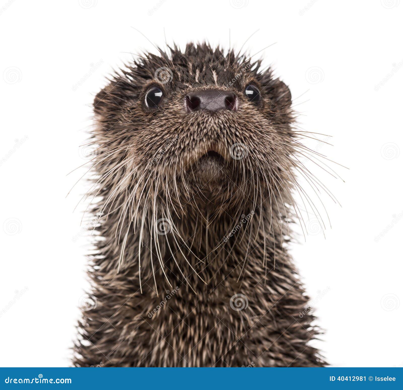 European Otter Lutra Lutra Stock Photography | CartoonDealer.com #84896126
