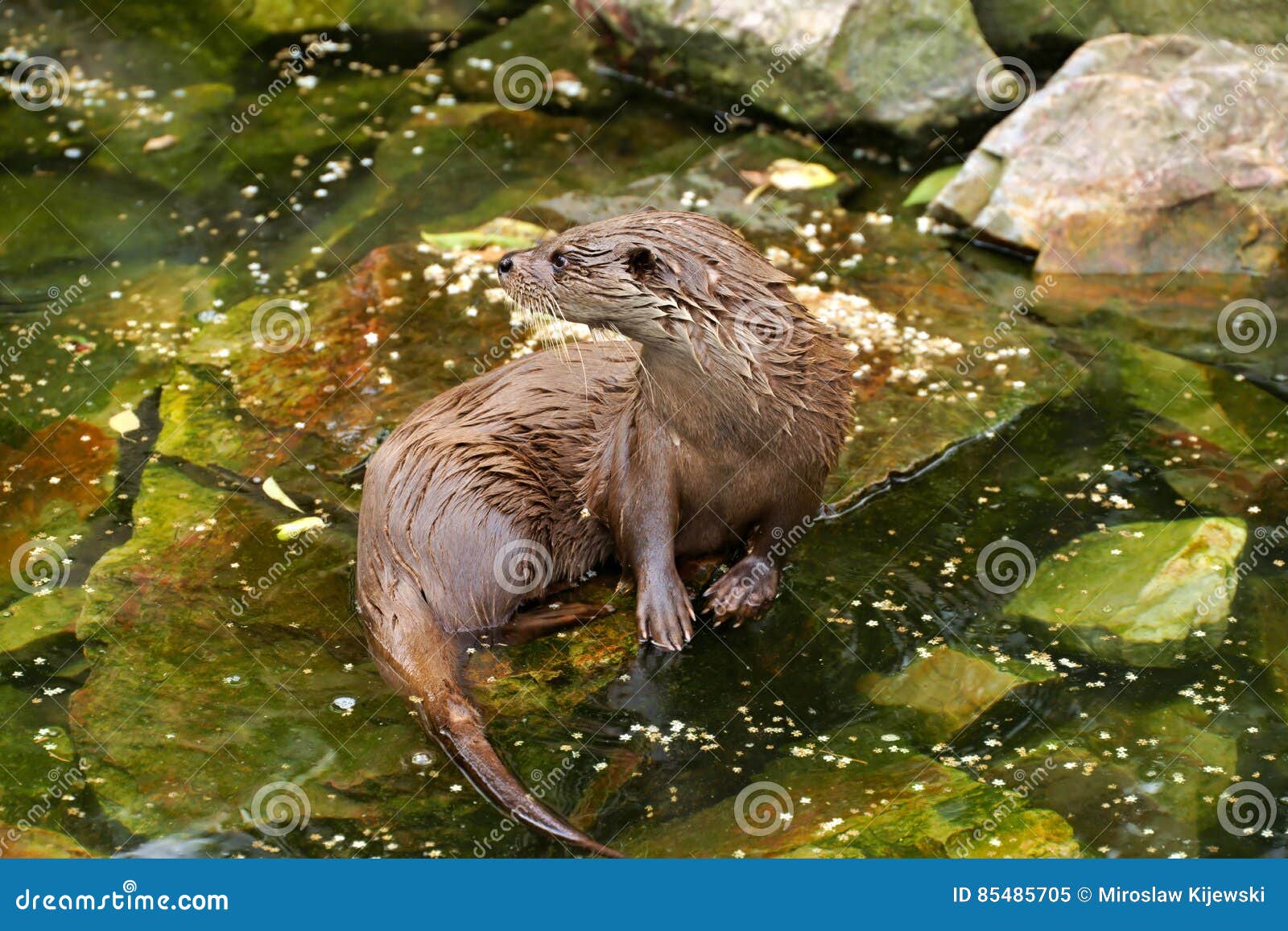 European Otter Lutra lutra stock image. Image of animal - 85485705
