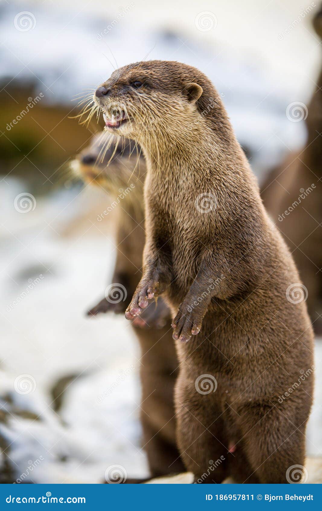 European Otter, or Lutra Lutra, in the Snow Stock Image - Image of ...