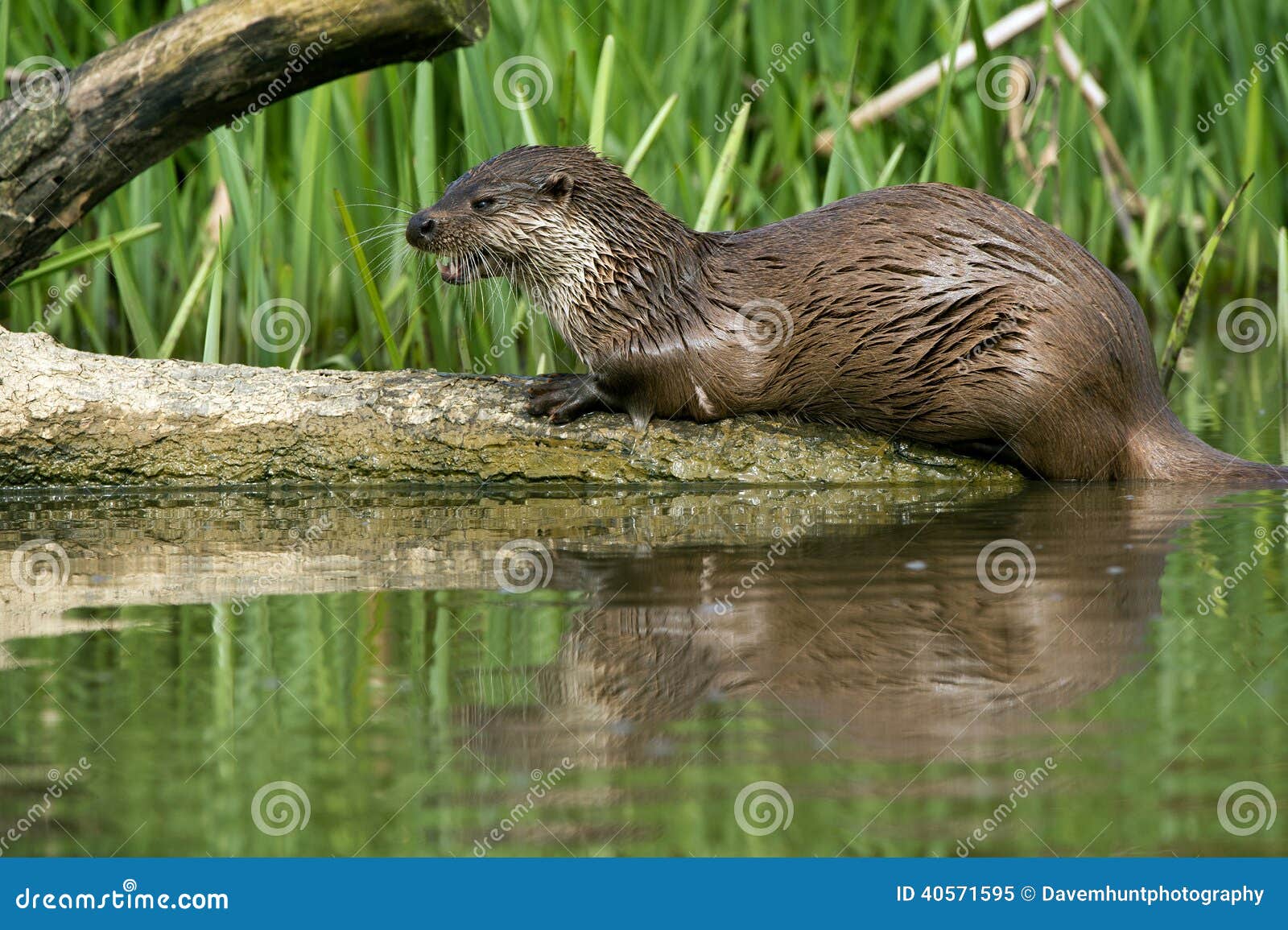 European Otter stock image. Image of wild, snout, reflection - 40571595