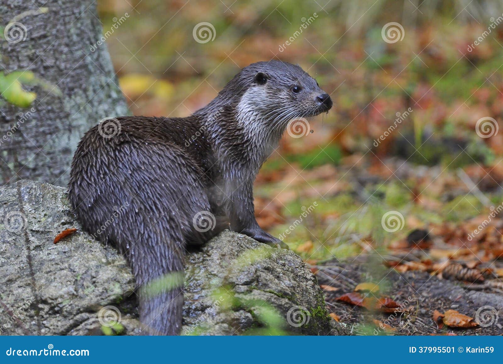 European otter stock image. Image of fauna, nose, water - 37995501