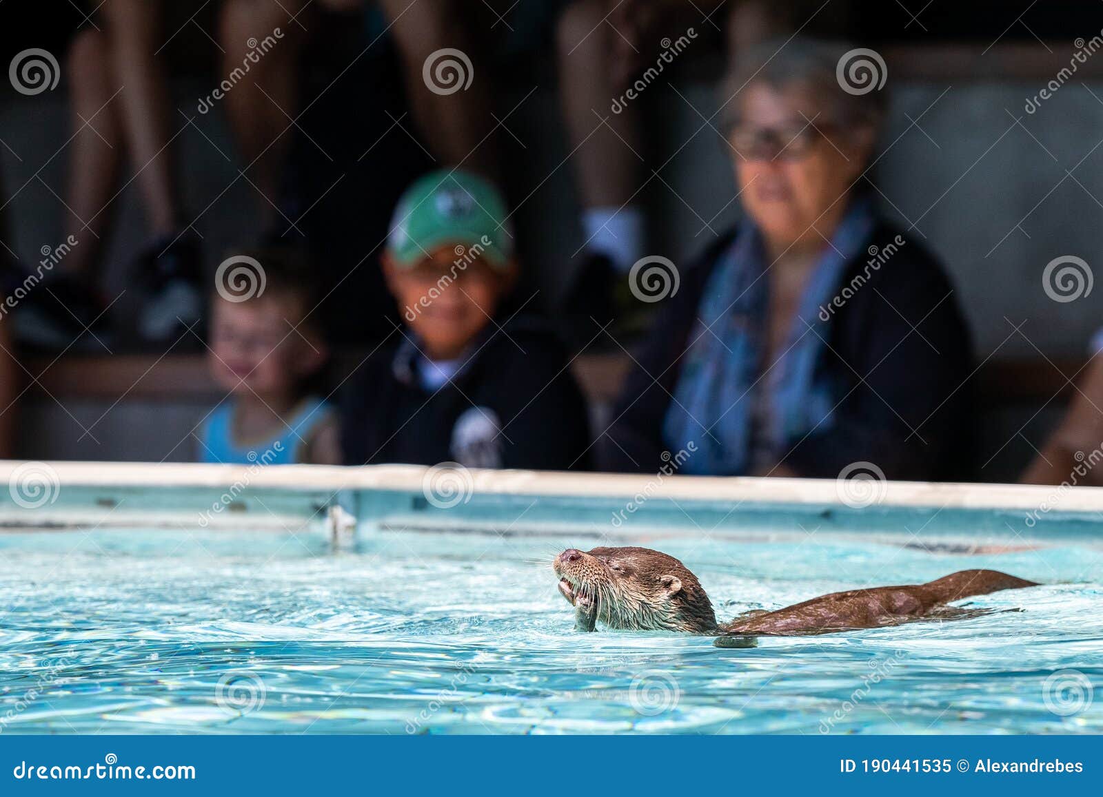 The Otter Pool Royalty-Free Stock Photo | CartoonDealer.com #218857131