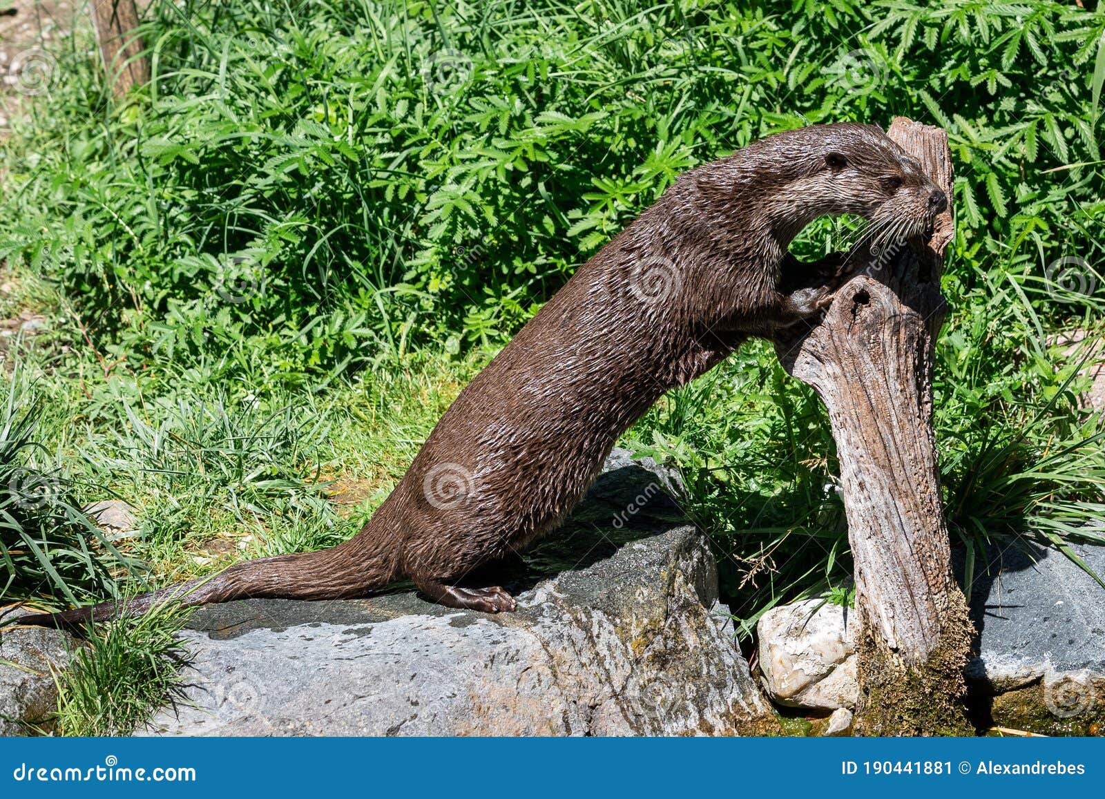 European Otter Walking on the Rock Stock Image - Image of drawing ...