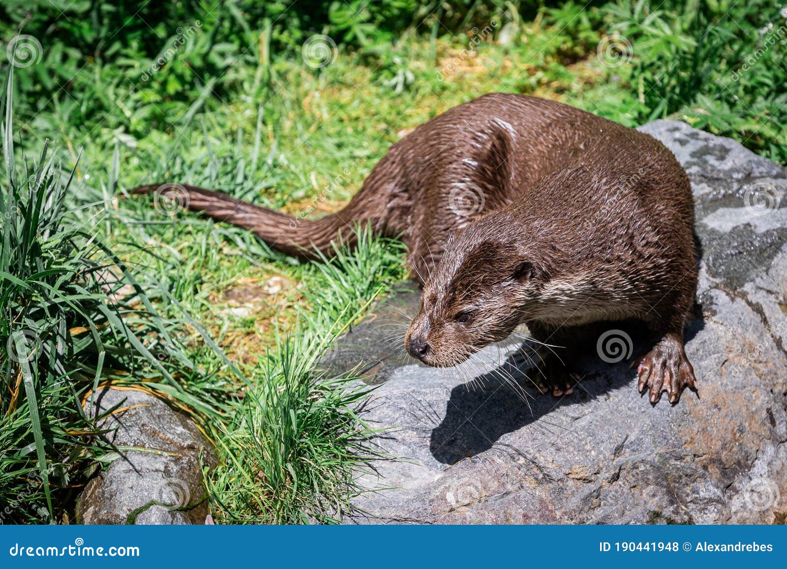 European Otter Walking on the Rock Stock Photo - Image of mammal ...