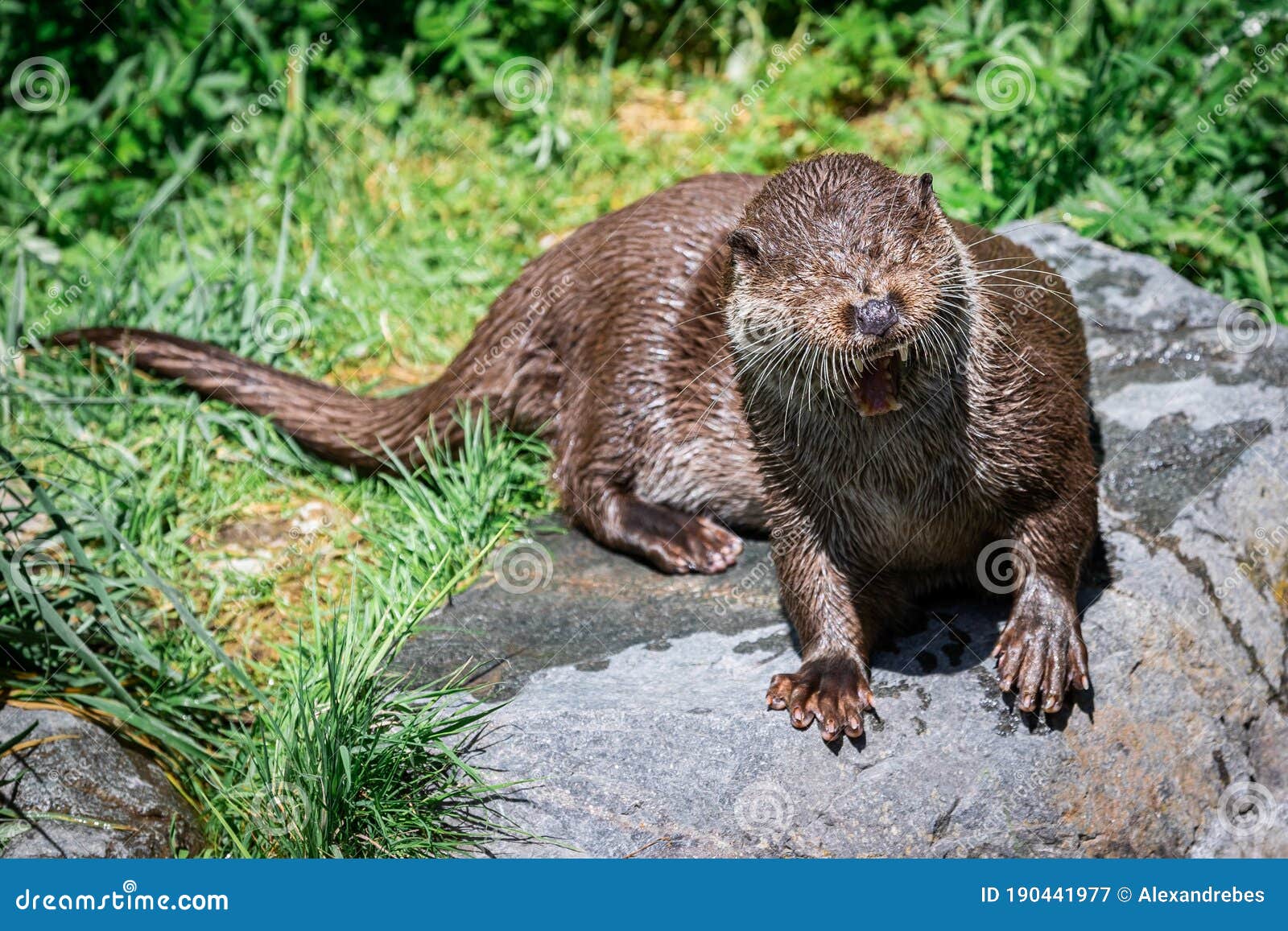 European Otter Walking on the Rock Stock Image - Image of european ...