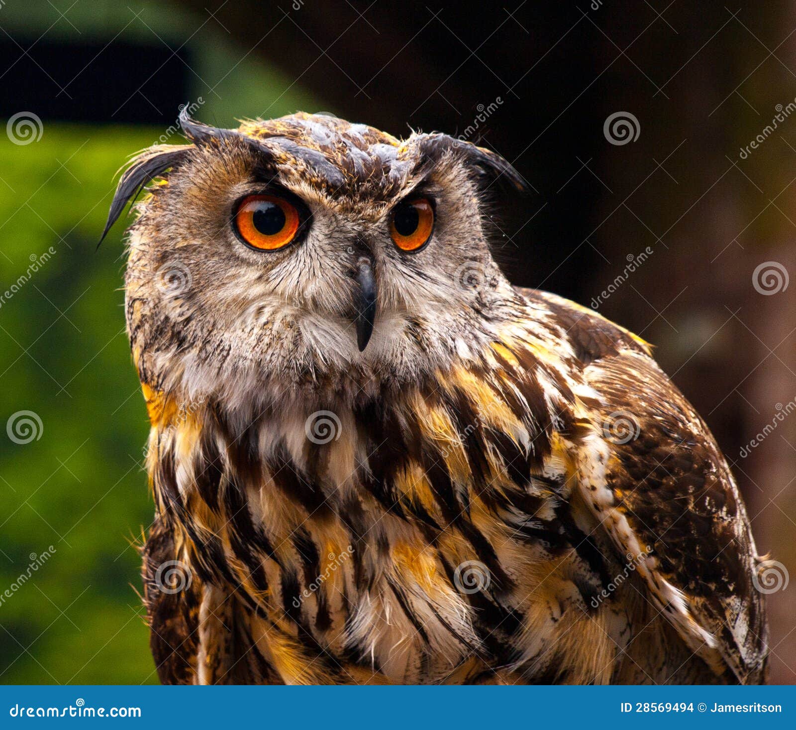 European Owl stock photo. Image of vibrant, colour, wildlife - 28569494