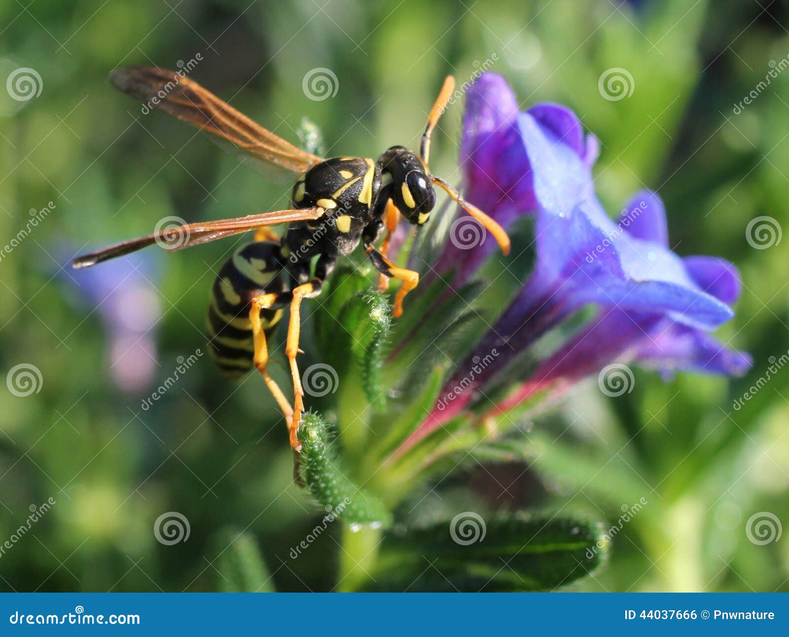 Two European Paper Wasps Polistes Dominula Flying Around A Small Nest ...