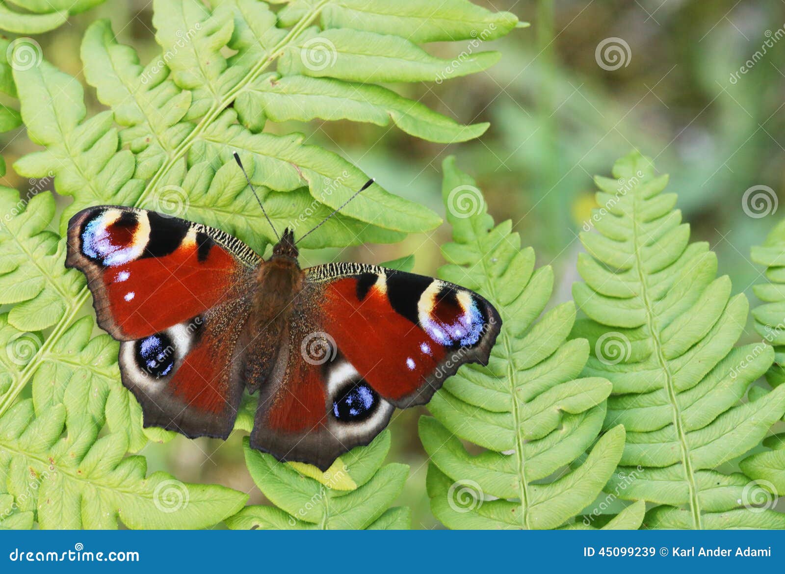 European peacock stock image. Image of colors, colour - 45099239