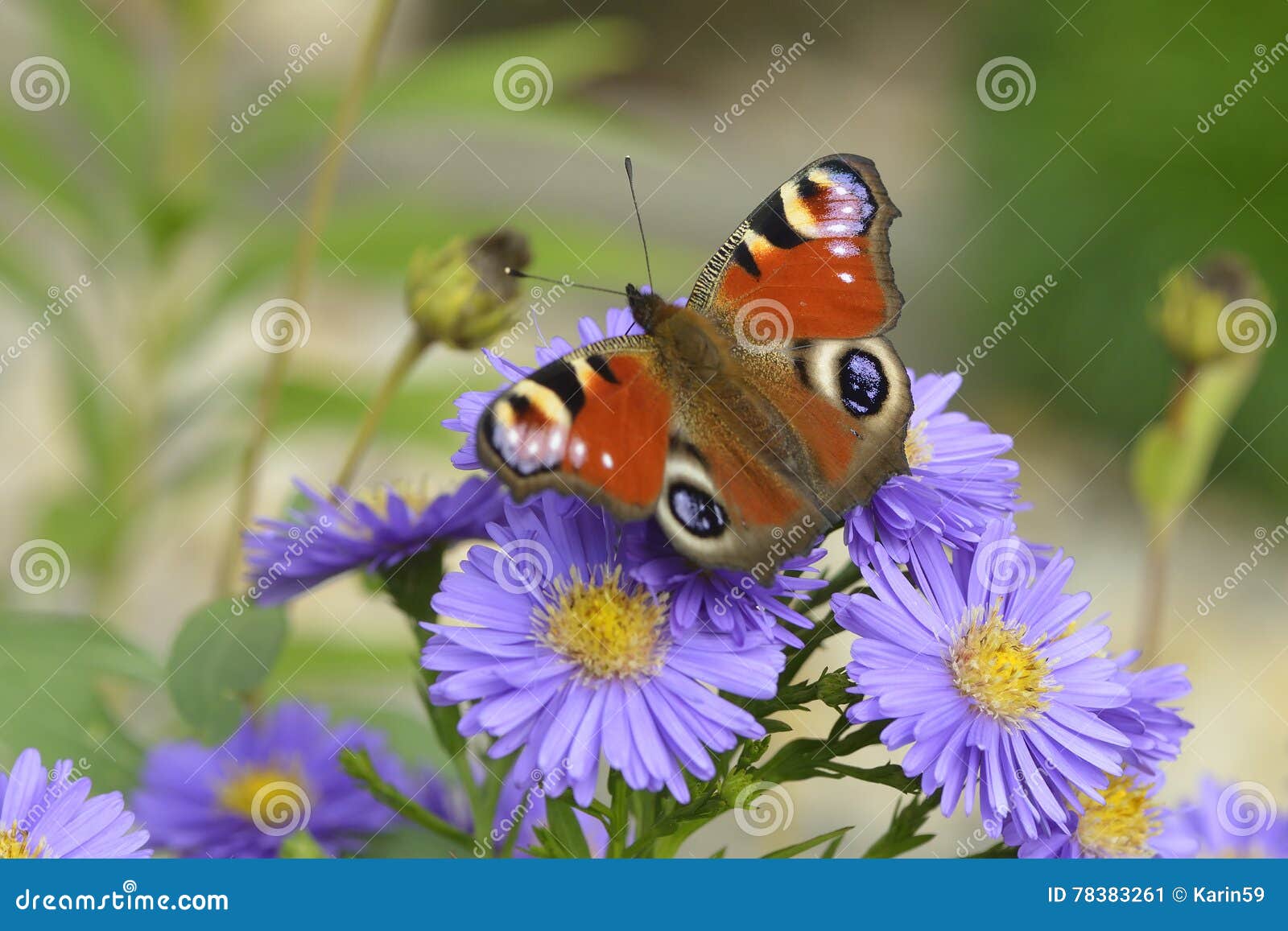 European Peacock stock image. Image of blooming, background - 78383261