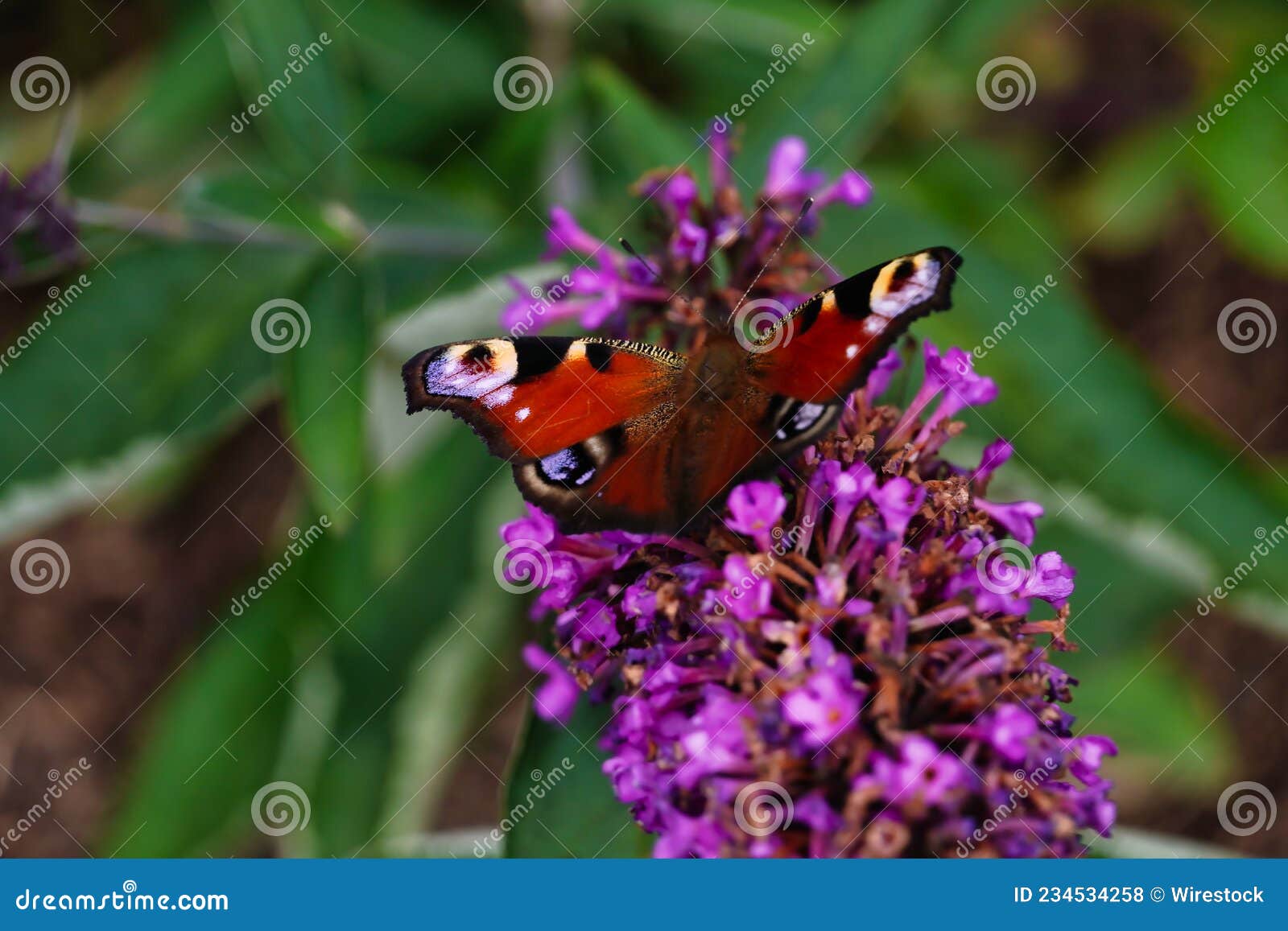 European Peacock Butterfly Perched on a Violet Stock Photo - Image of ...
