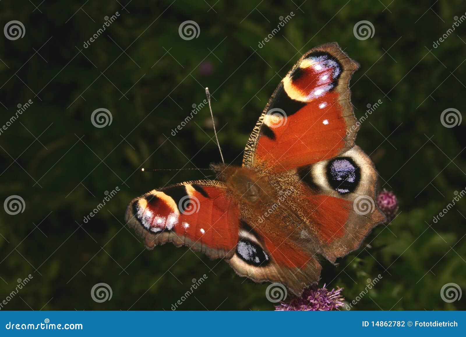 European Peacock (Inachis Io) Stock Photo - Image of yellow, butterfly ...