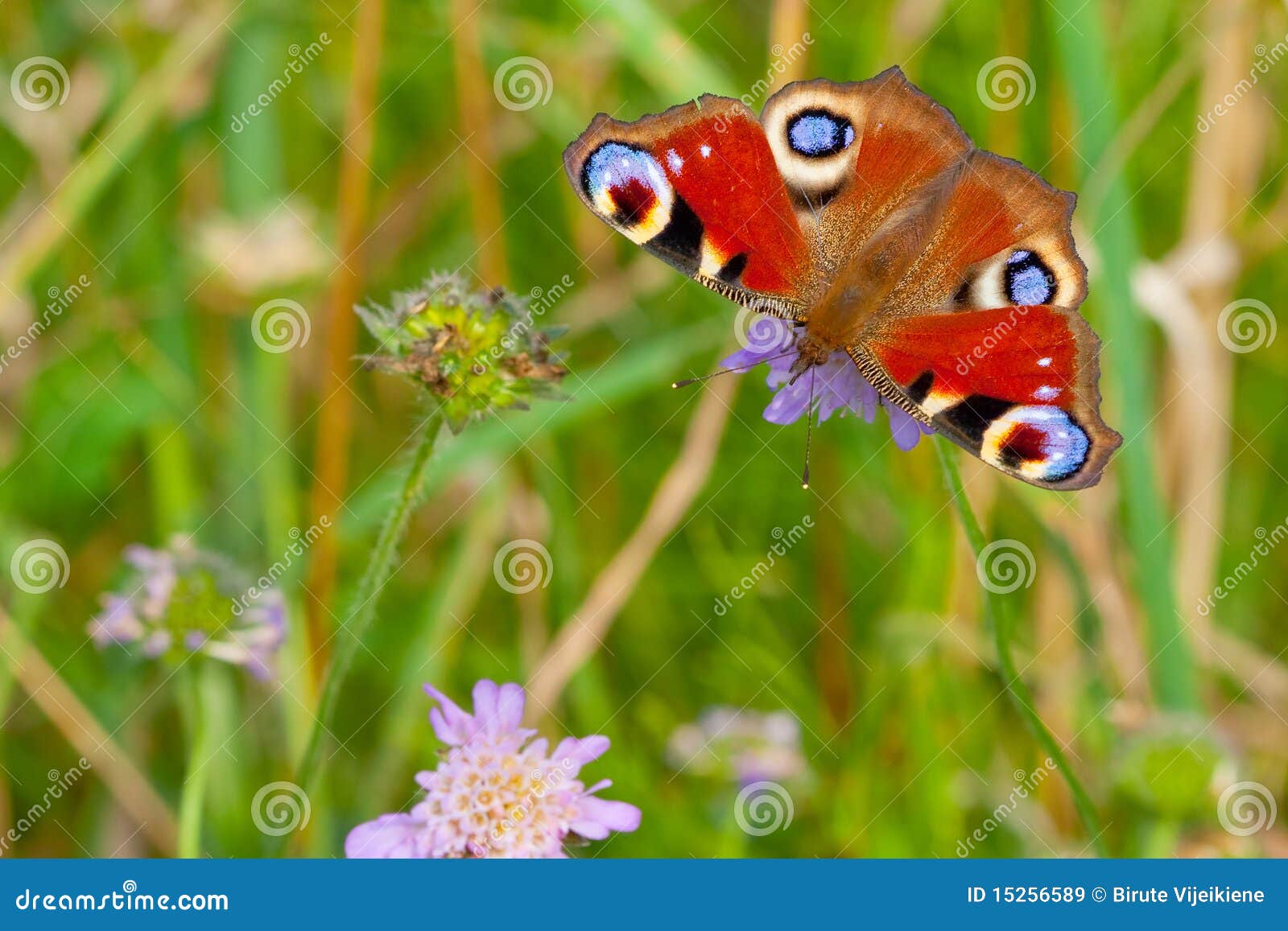 European Peacock (Inachis Io) Stock Image - Image of nymphalidae ...