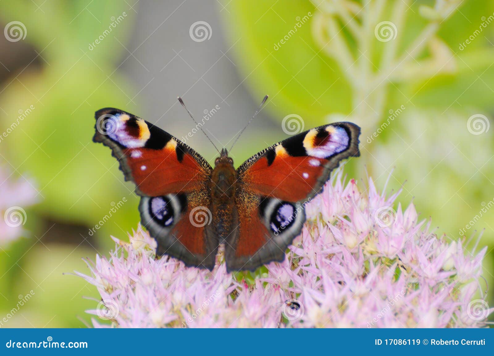 European Peacock (Inachis Io) Stock Image - Image of closeup, blue ...