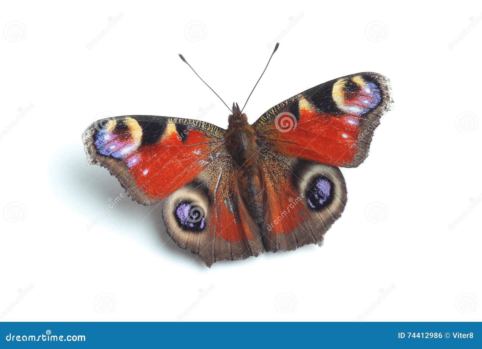 European Peacock (Inachis Io) Isolated on White Stock Photo - Image of ...