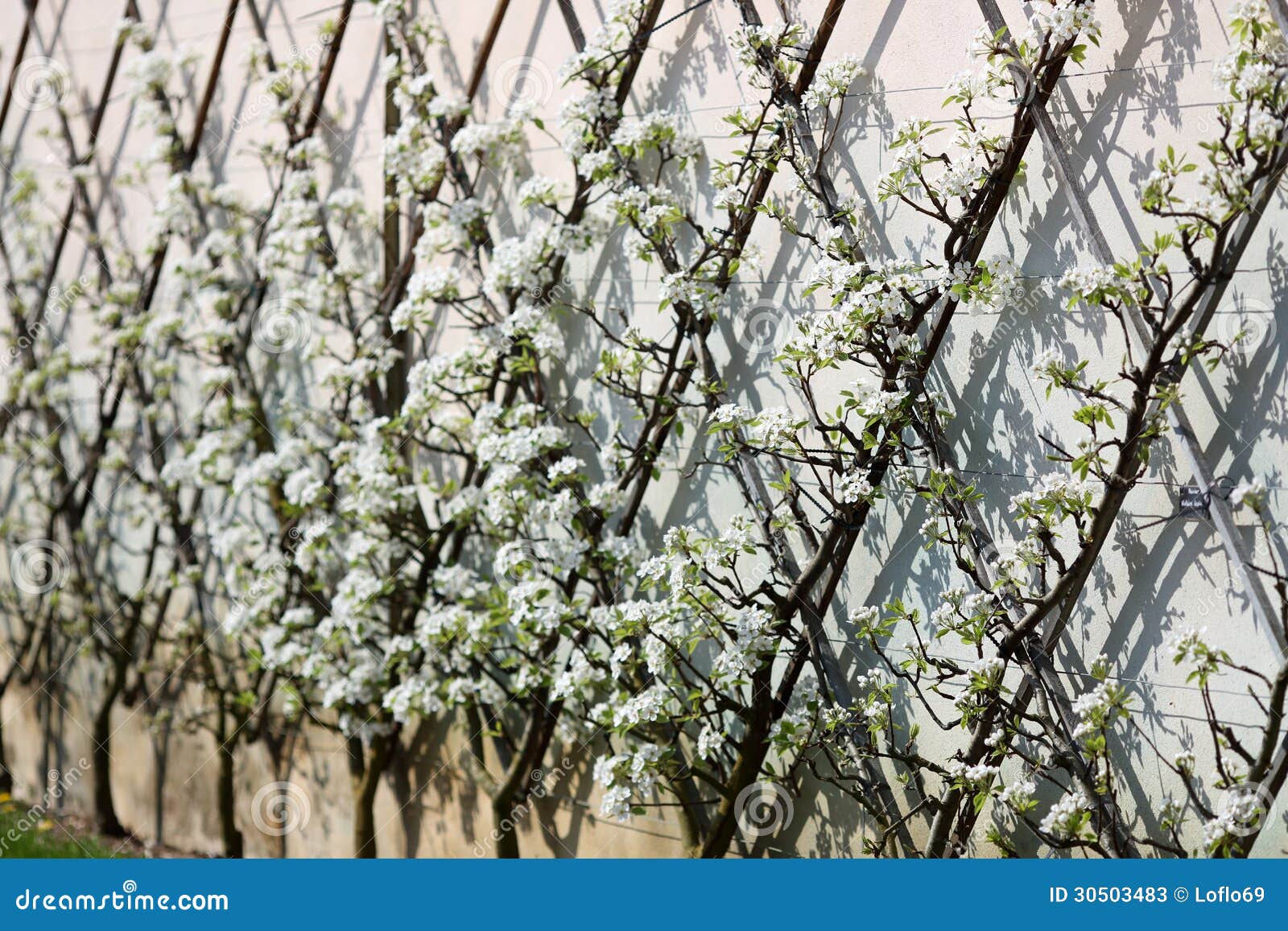 European Pear Tree, Pyrus Communis Stock Image - Image of blossoming ...