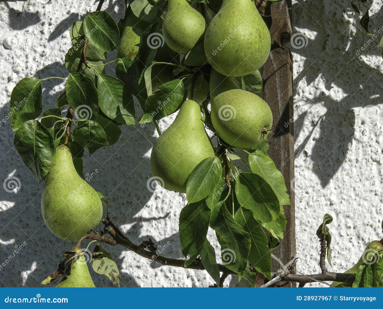 European Pears Warmed by the Sun Stock Image - Image of edible, ripe ...