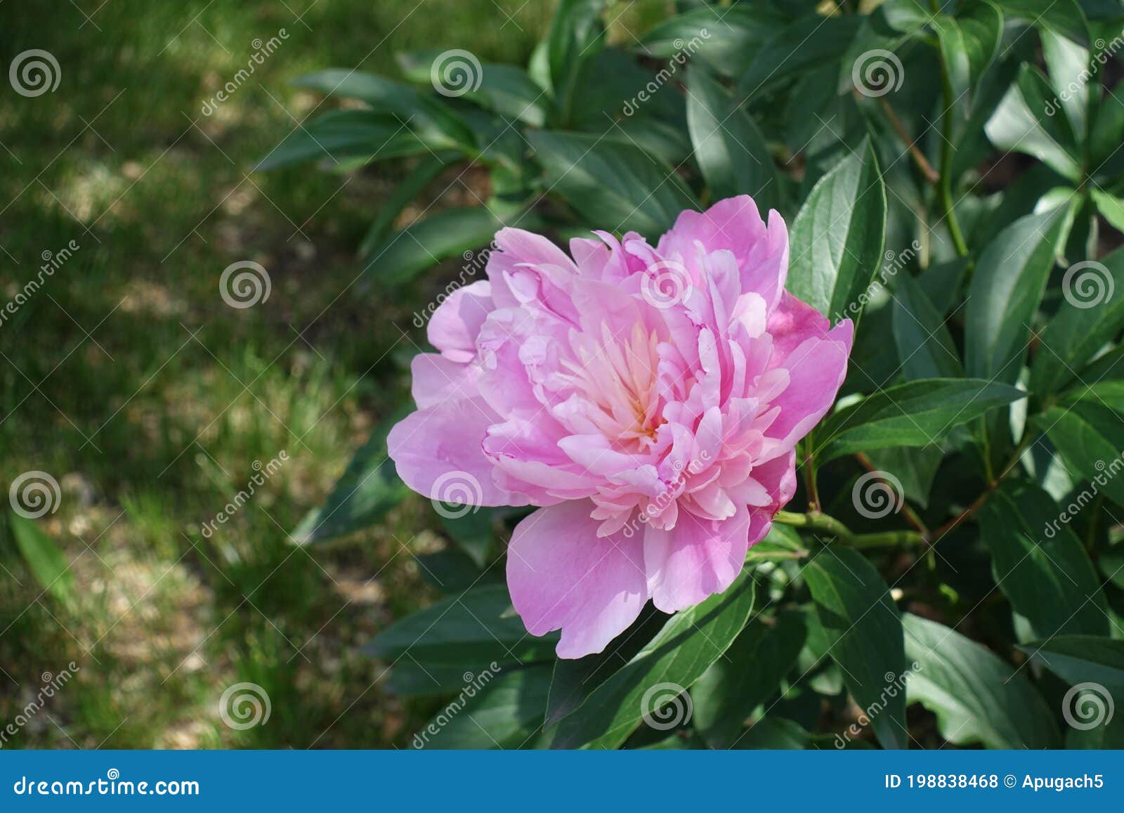 European Peony with One Pink Flower Stock Photo - Image of common, june ...