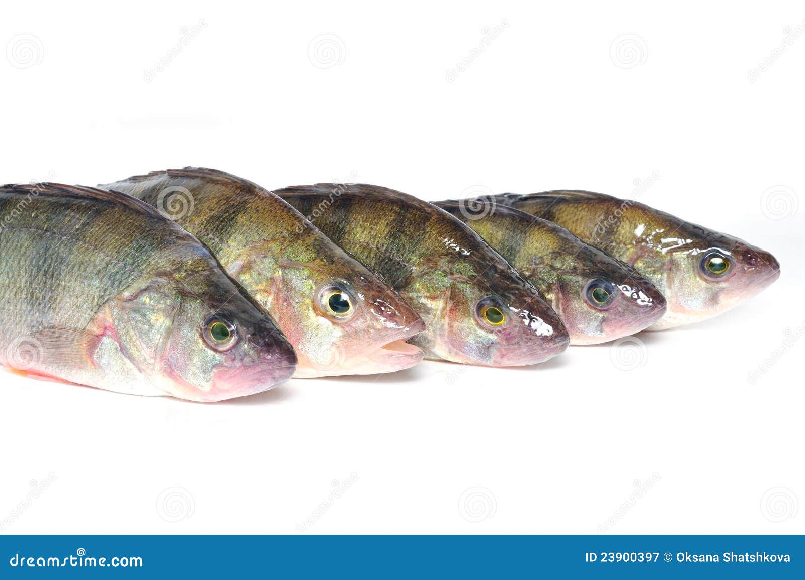The European perch stock image. Image of wildlife, wild - 23900397