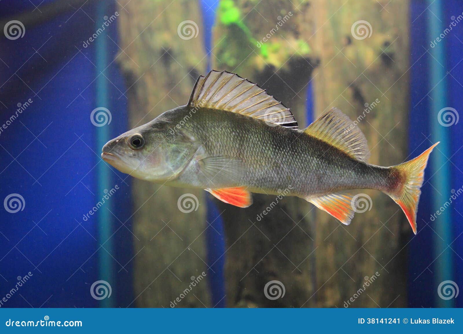 European perch stock image. Image of water, bird, redfin - 38141241