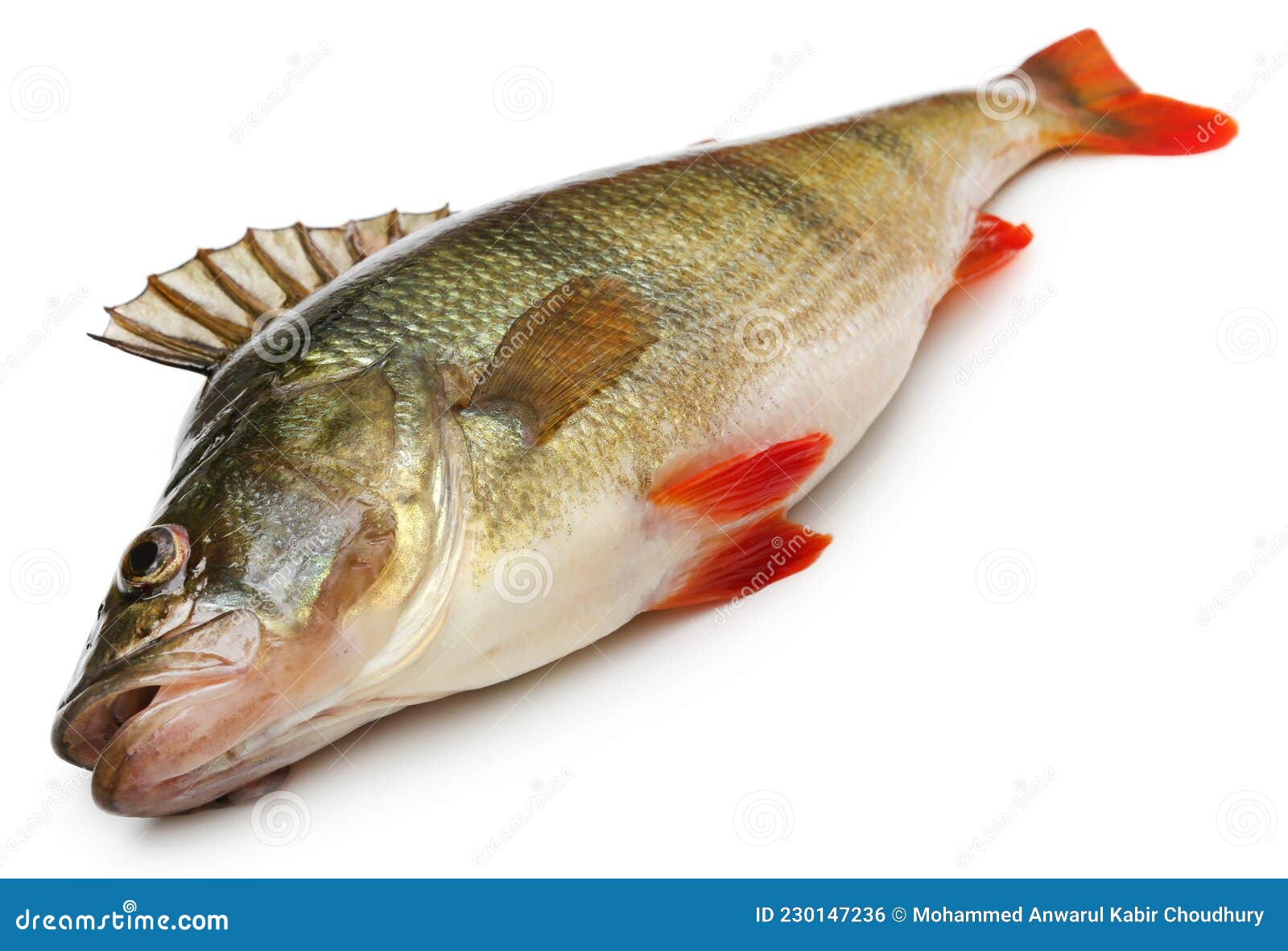 European Perch stock photo. Image of single, fluviatilis - 230147236