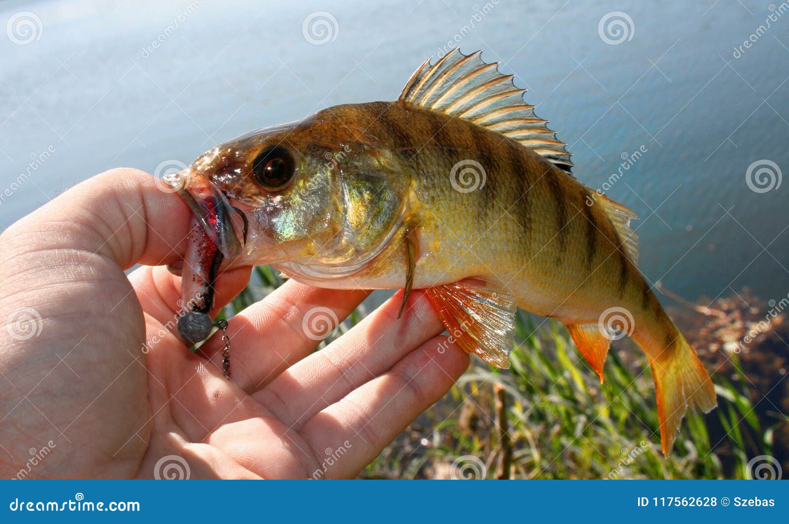 European perch fish stock photo. Image of european, holding - 117562628