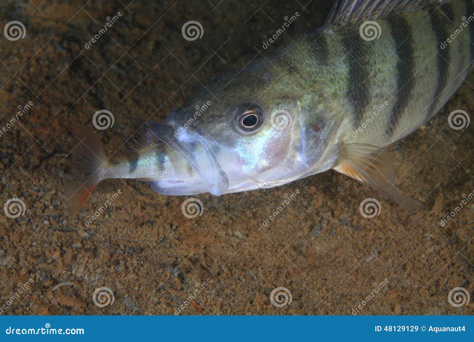 European perch fish stock image. Image of edible, english - 48129129