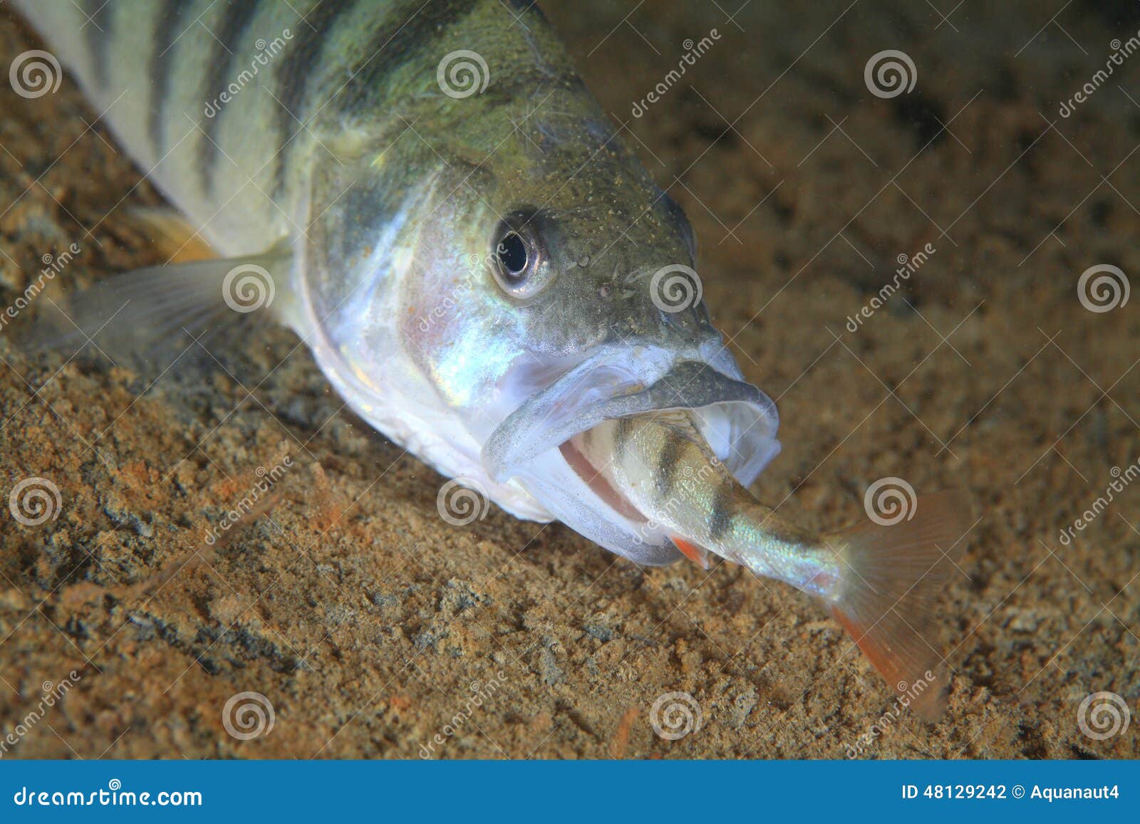European perch fish stock photo. Image of fishing, english - 48129242