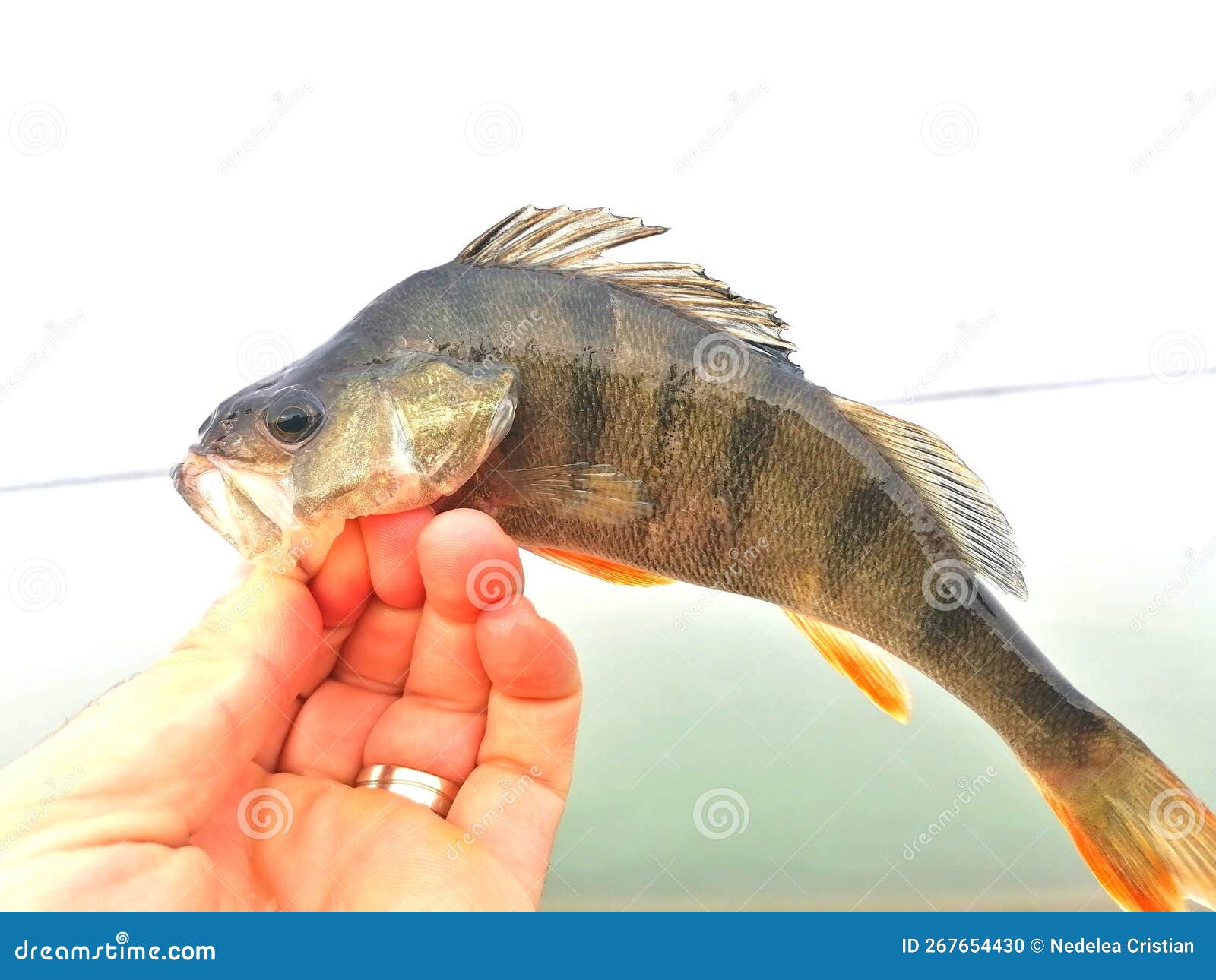 European perch fishing editorial image. Image of underwater - 267654430