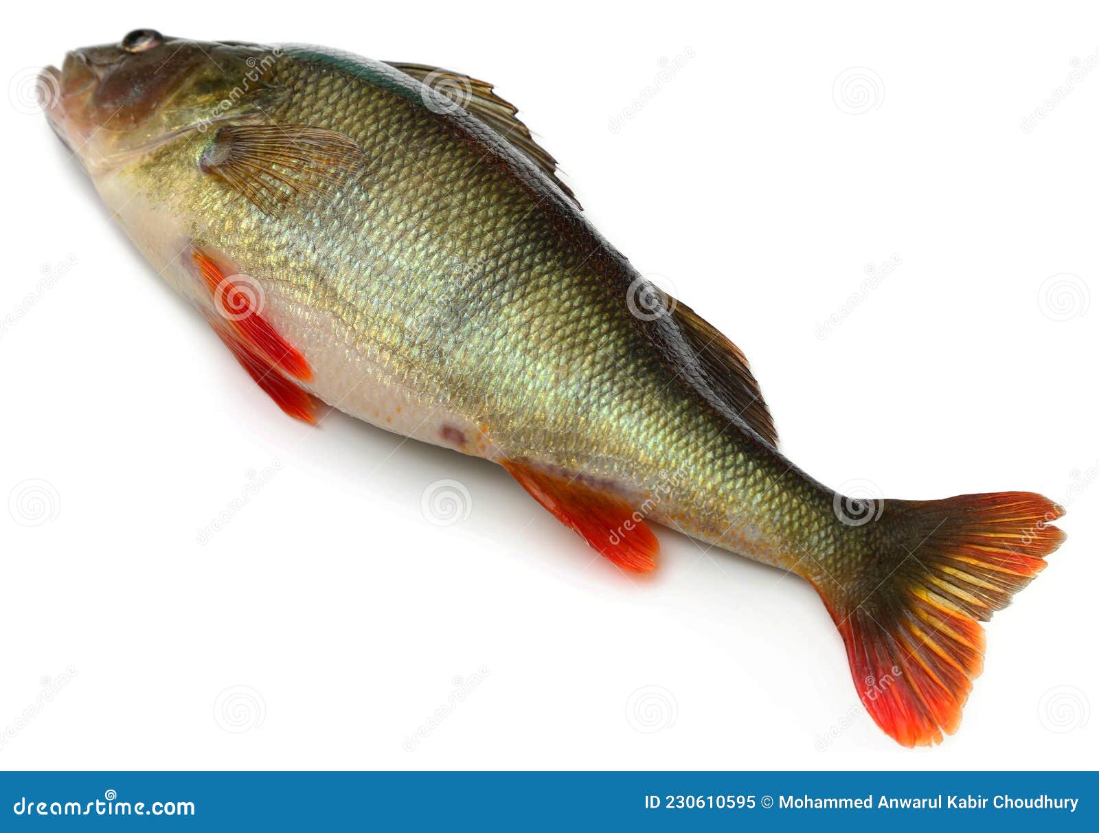 European Perch stock image. Image of perch, green, tasty - 230610595
