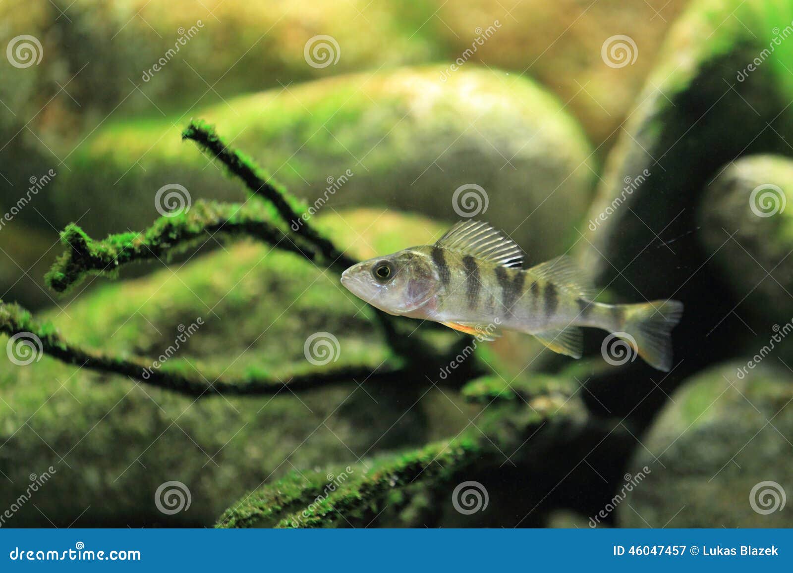 European perch stock image. Image of freshwater, perca - 46047457