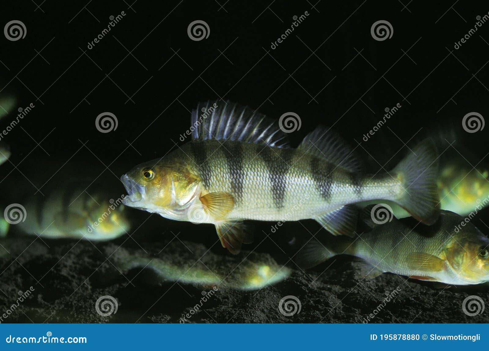 European Perch, Perca Fluviatilis, Adults Stock Photo - Image of animal ...