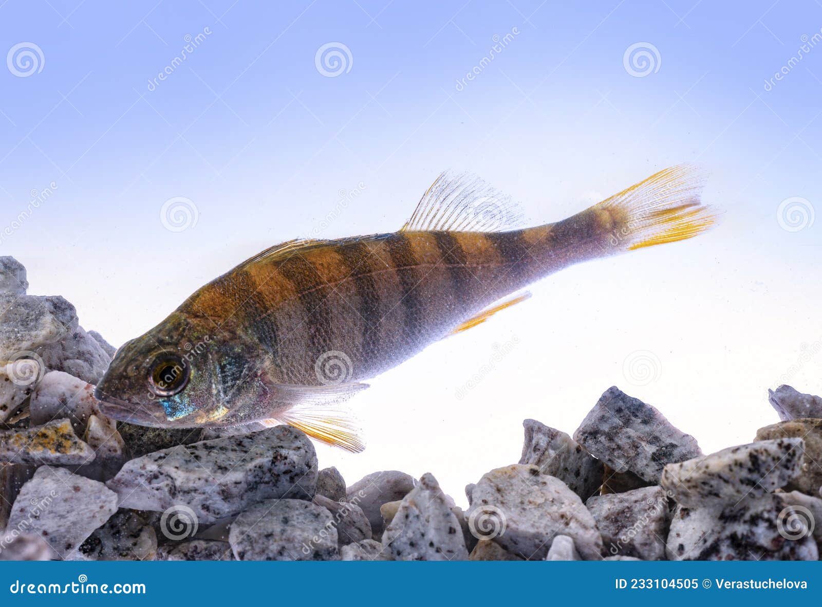 The European Perch Perca Fluviatilis Stock Image - Image of white, fish ...