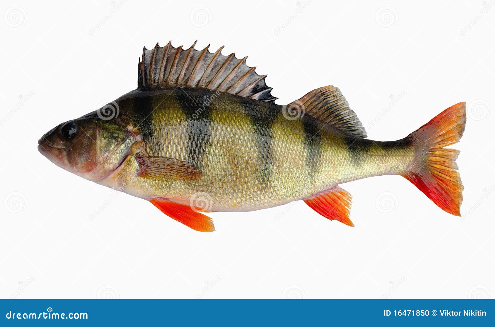 European Perch (Perca Fluviatilis L.) Stock Photo - Image: 16471850