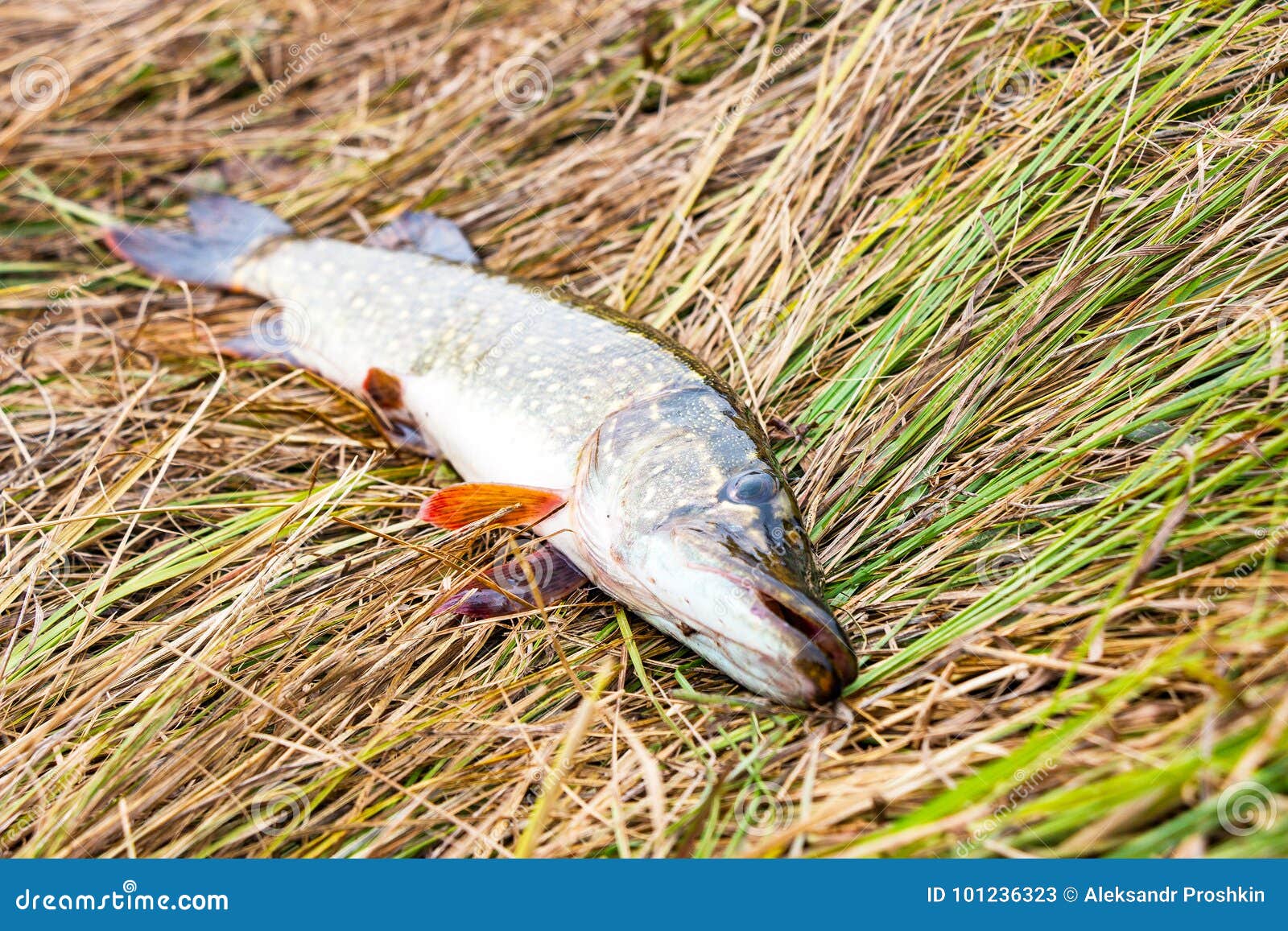 European Pike on the Autumn Grass Stock Image - Image of fresh, animal ...