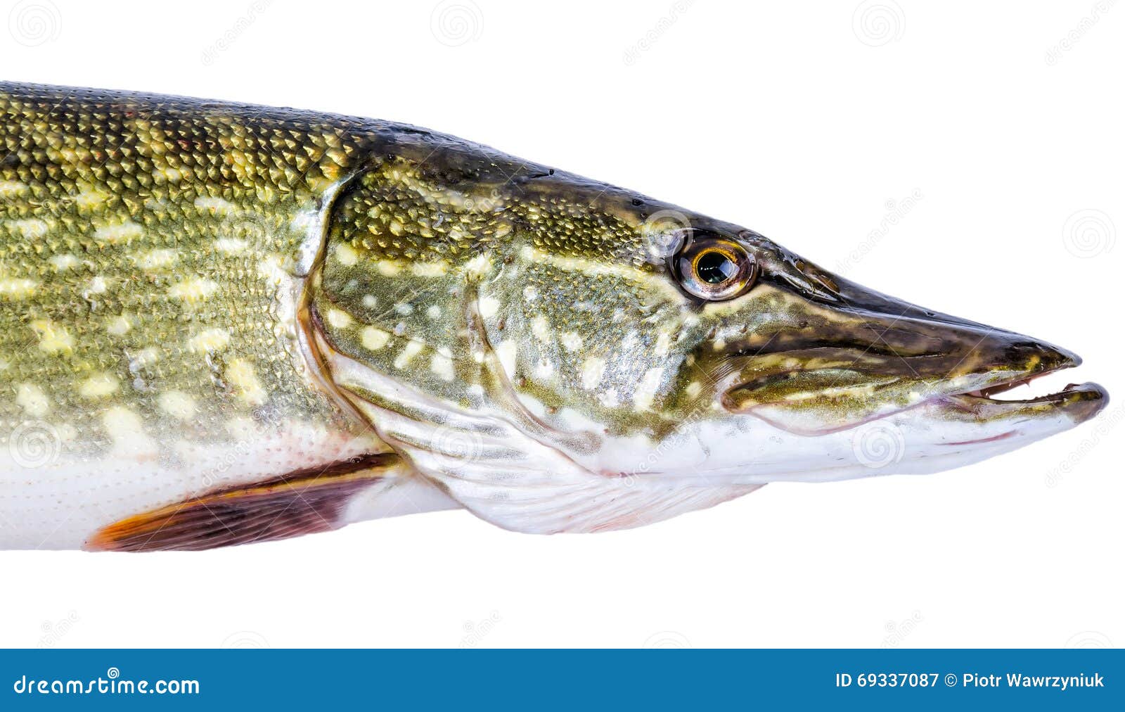 European pike portrait stock image. Image of seafood - 69337087